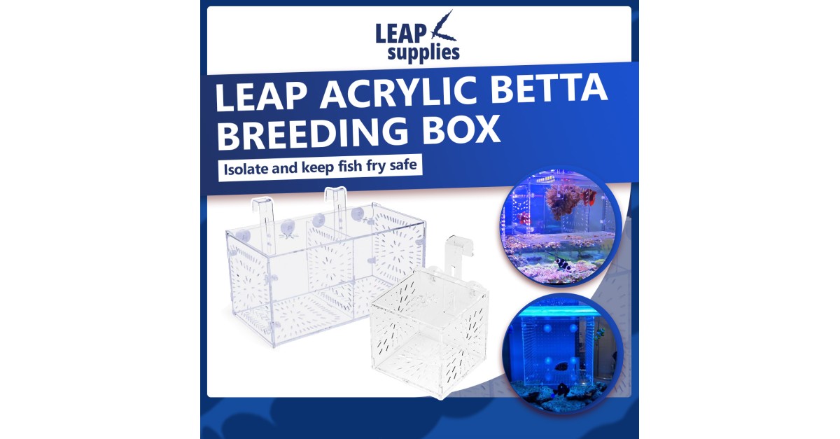 LEAP Acrylic Betta Breeding Box | LEAPsupplies Singapore
